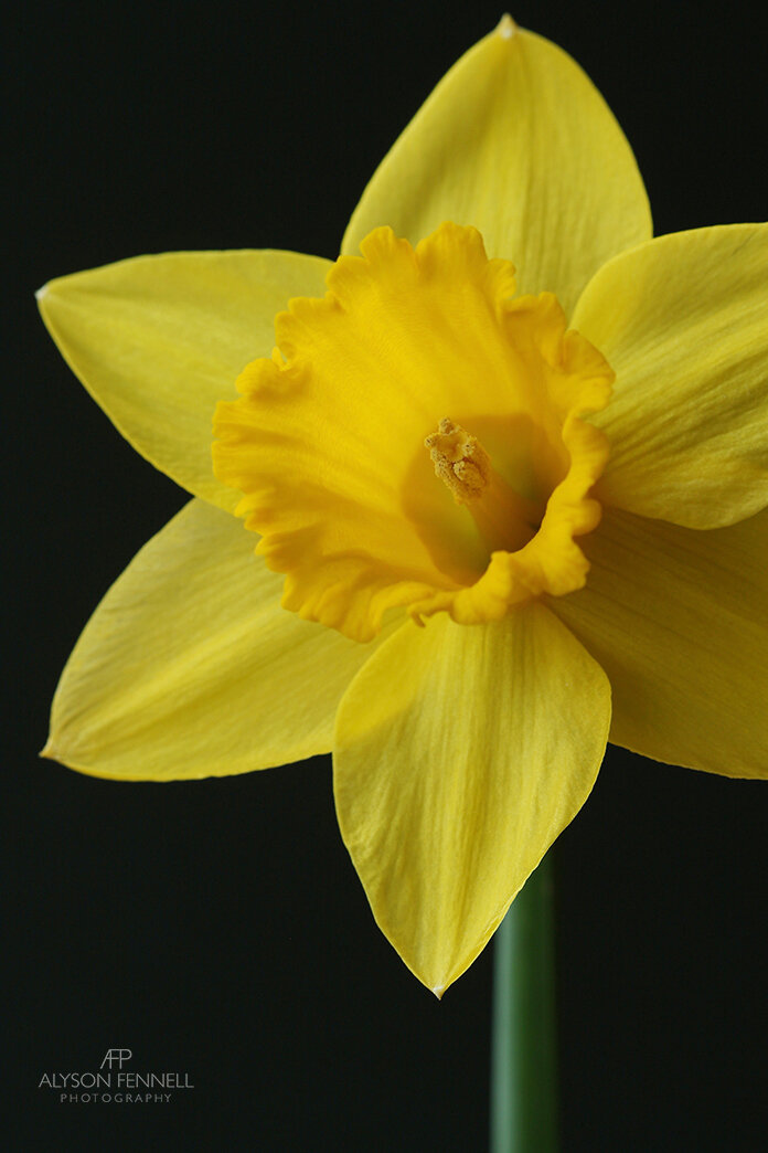 Flower Portraits — Alyson Fennell Photography