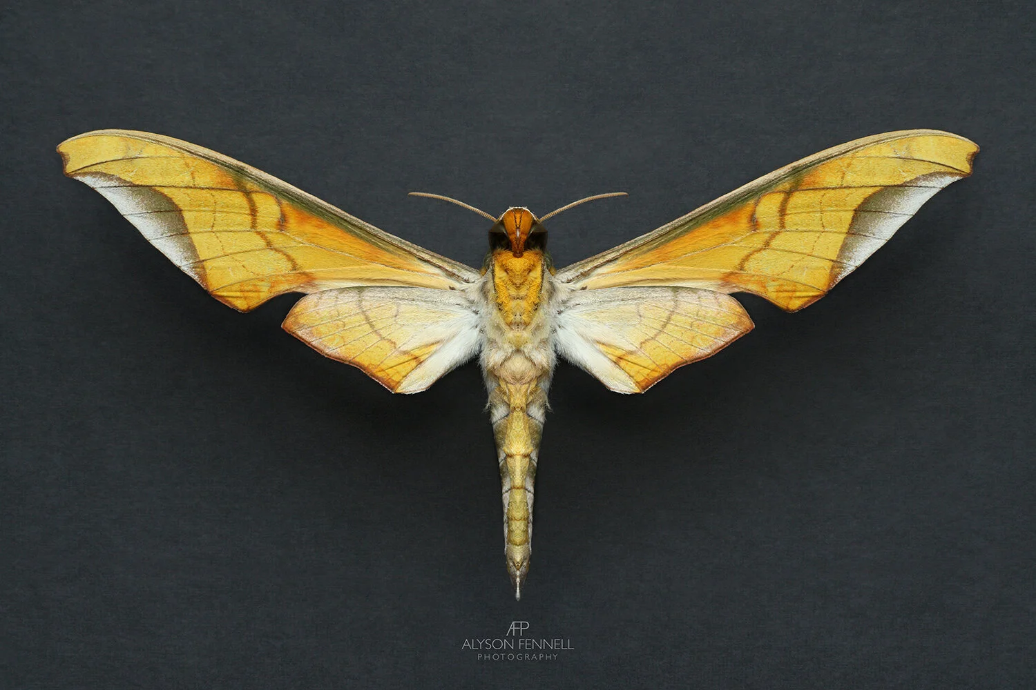 Butterflies/Moths — Alyson Fennell Photography