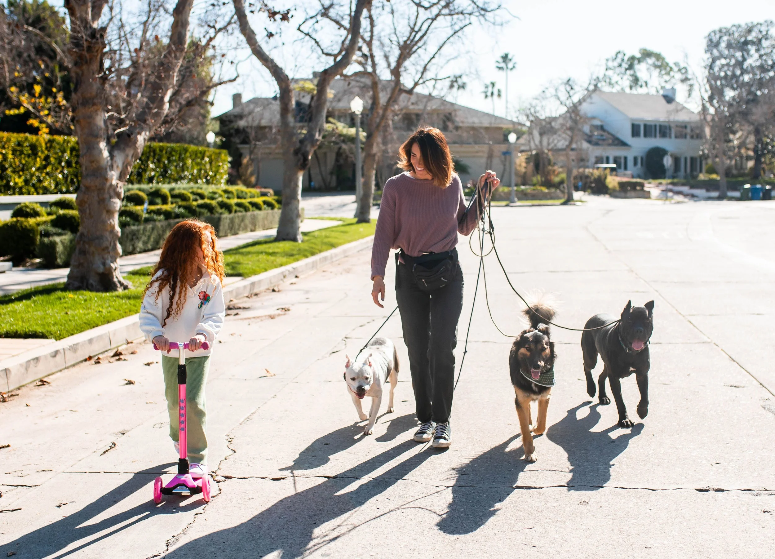 Pack Life LA - Dog Training, Workshops, Online Course