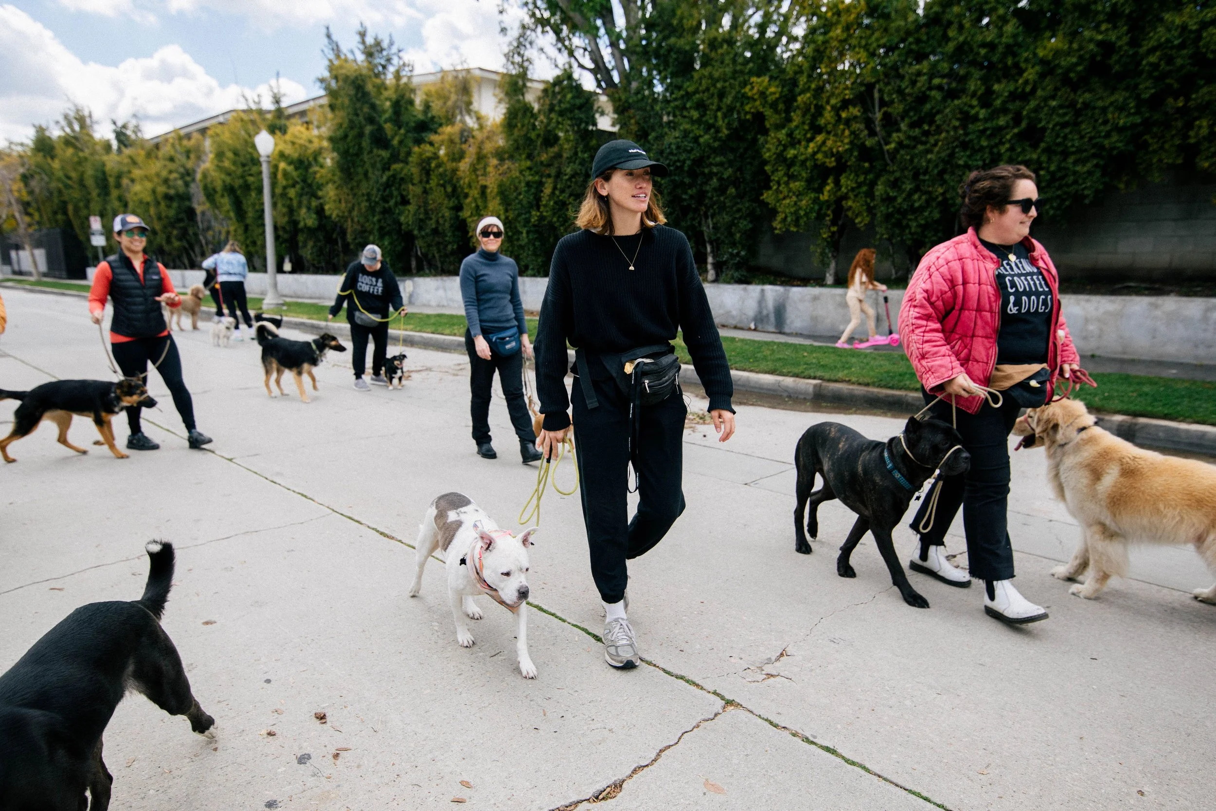 Pack Life LA - Dog Training, Workshops, Online Course