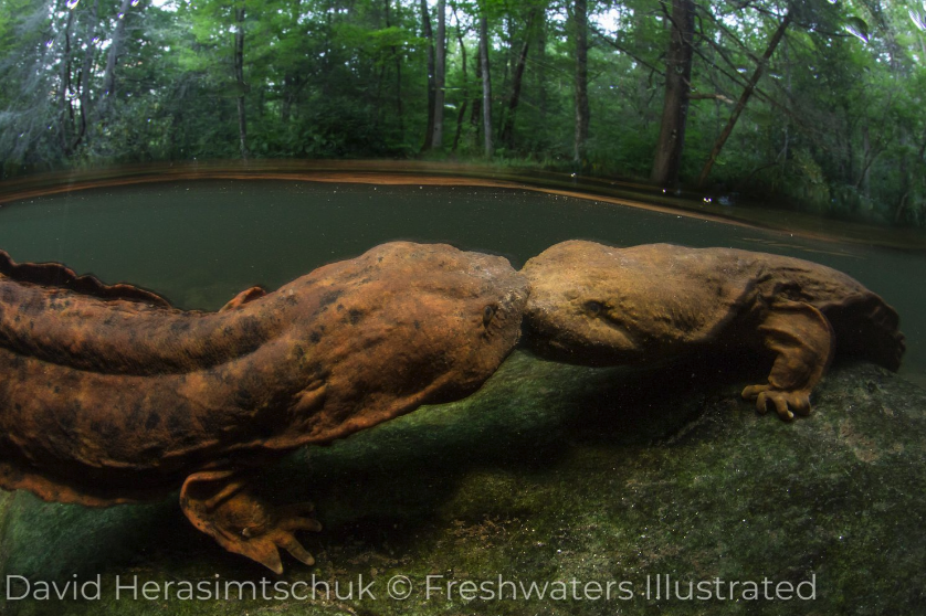 Hellbender Fun Facts: The Giant Salamander of the Tennessee River ...