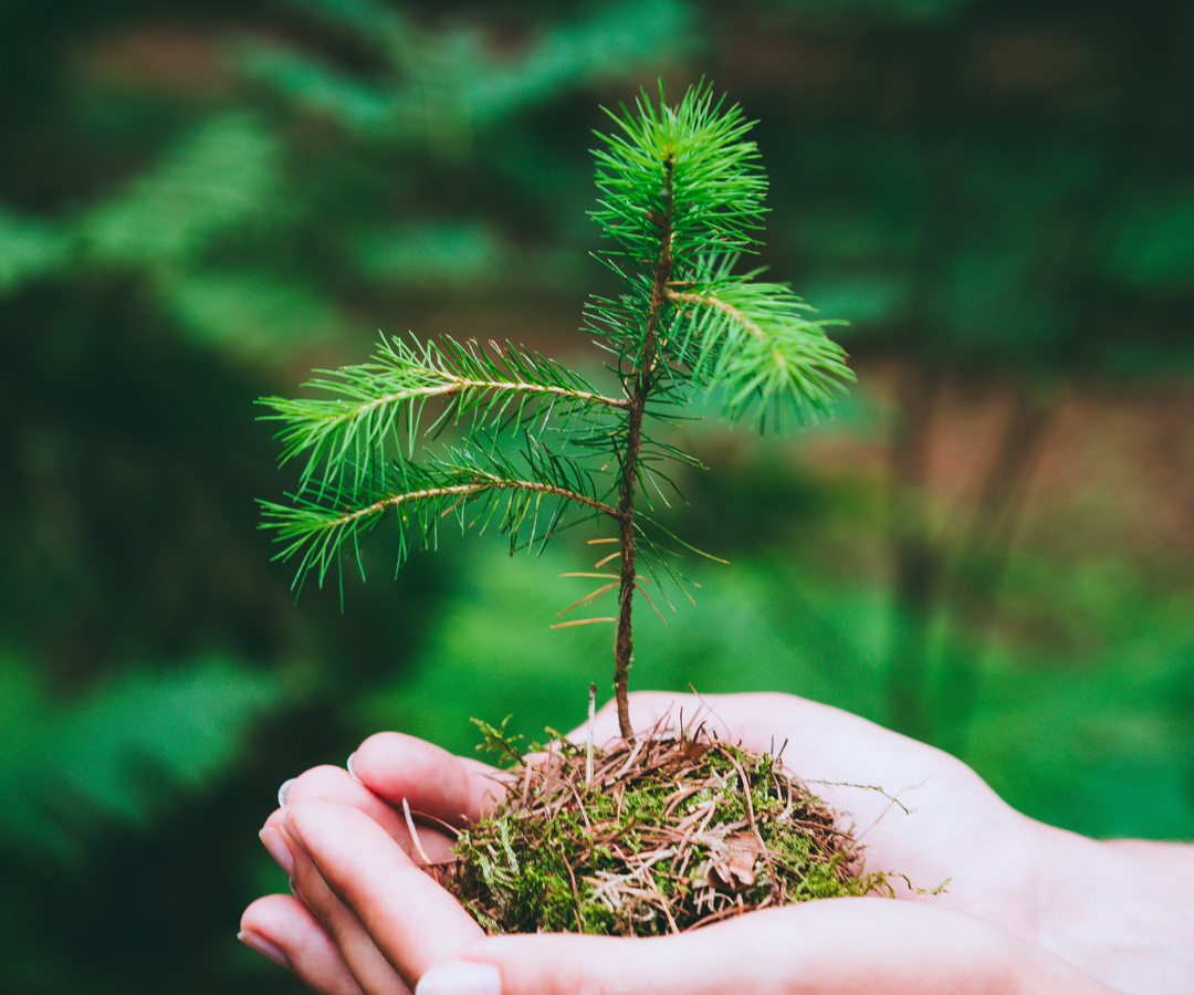 Mindfulness-Based Stress Reduction (MBSR) 2024 — South Coast Mindfulness