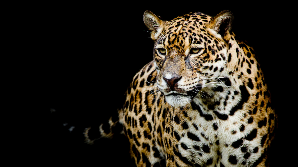 Lucid Path Wellness | Featuring the Harmonic Egg