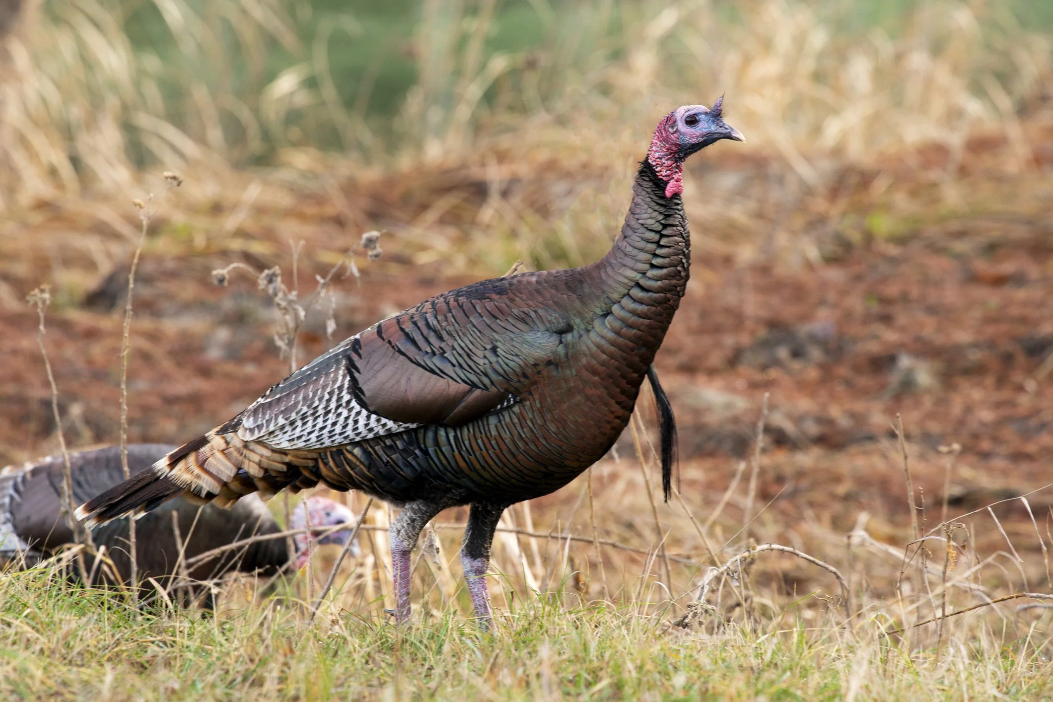 Hunting — El Quinto Ranch