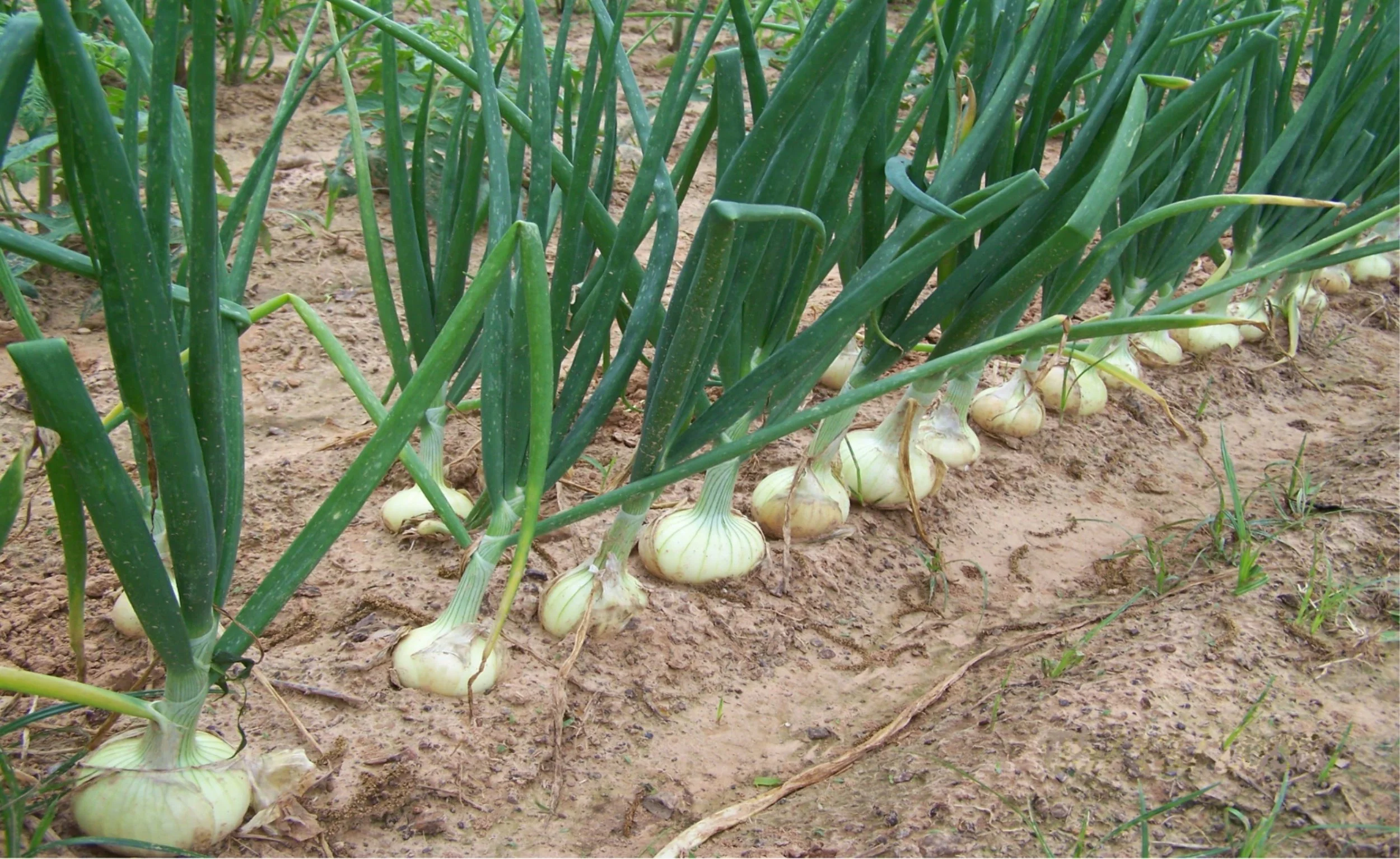 Growing Onions The Forest Flower Growing Onions The Forest Flower