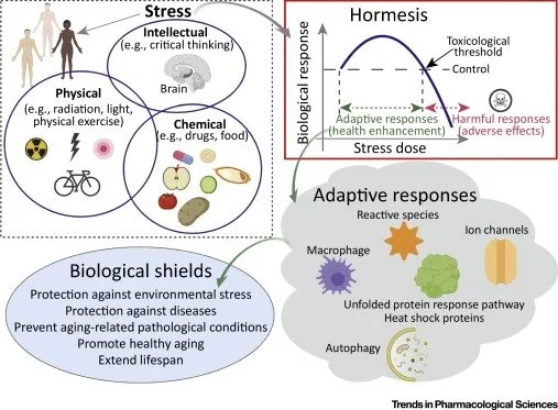 Hormesis — PRIMS Medicina Funcional
