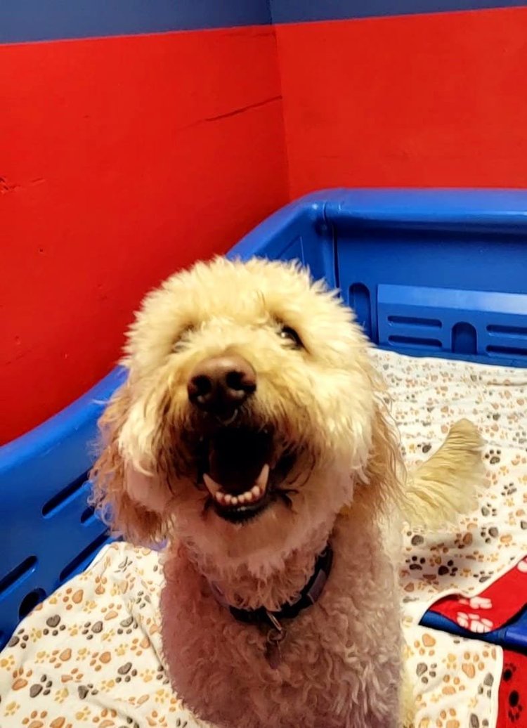 Rates — Posh Pet Resorts