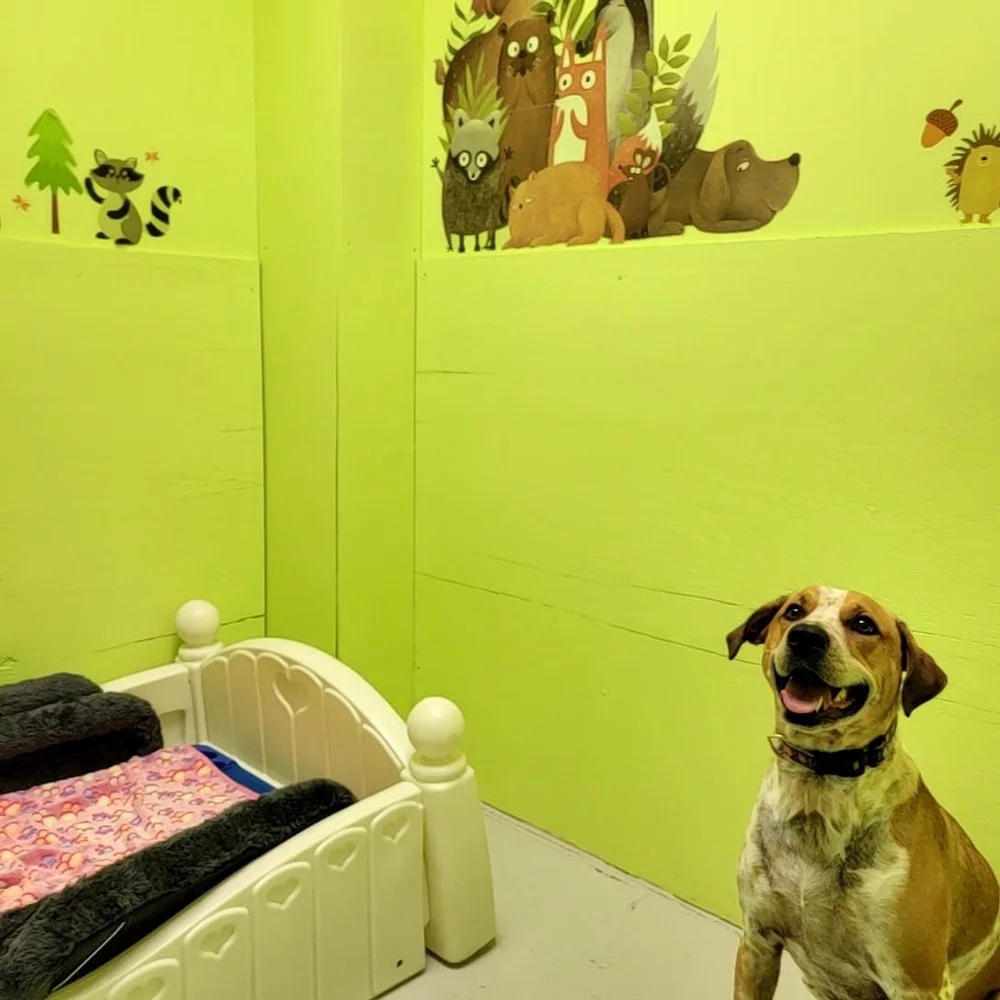 Rates — Posh Pet Resorts