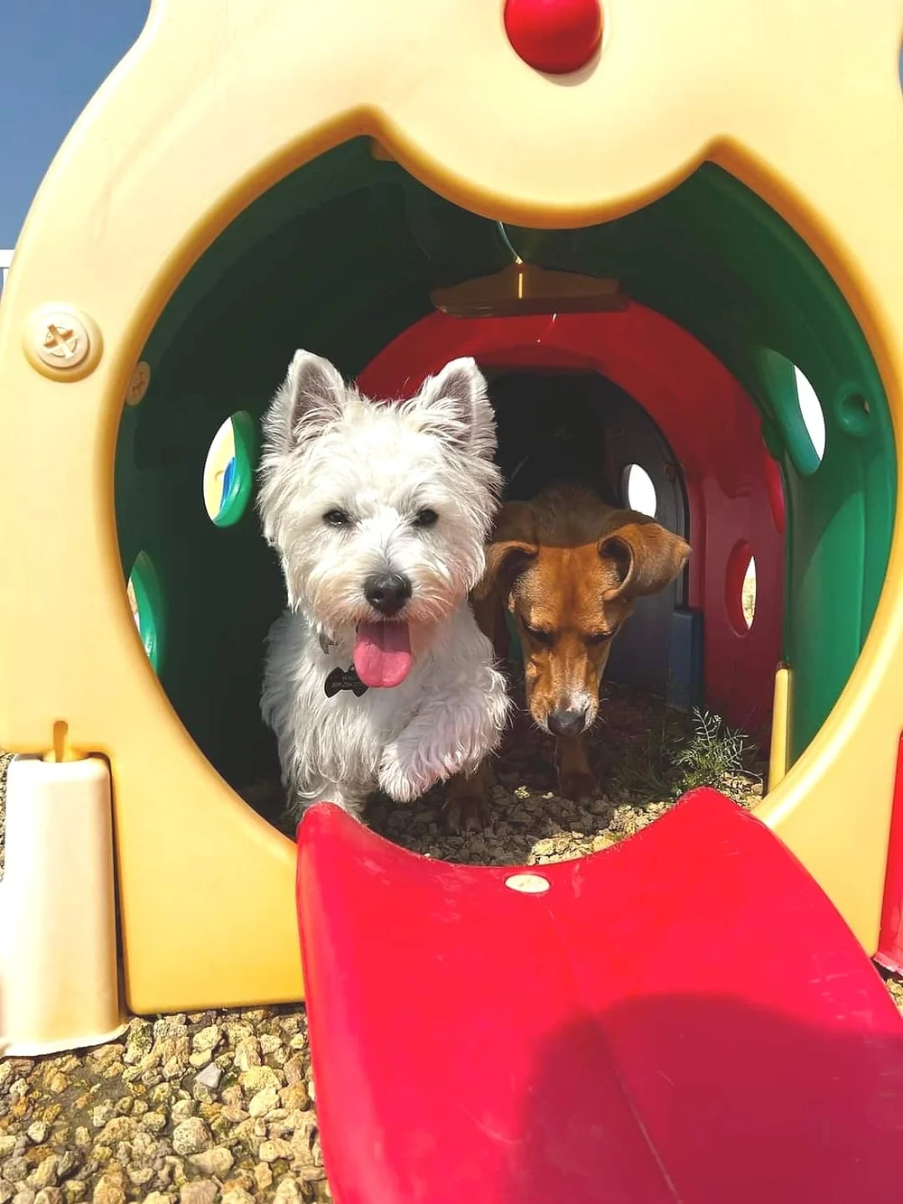 About Us — Posh Pet Resorts