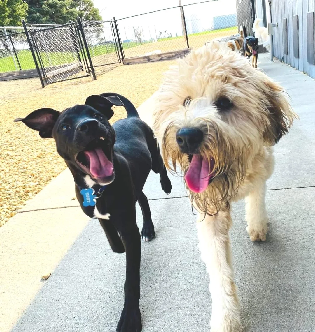 Doggie Day Camp — Posh Pet Resorts