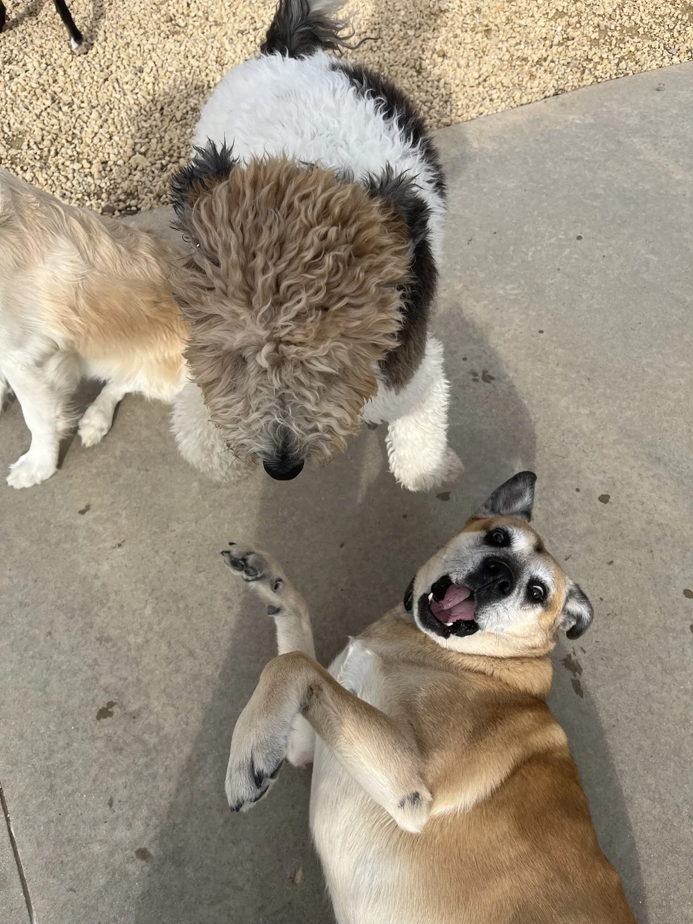 Doggie Day Camp — Posh Pet Resorts