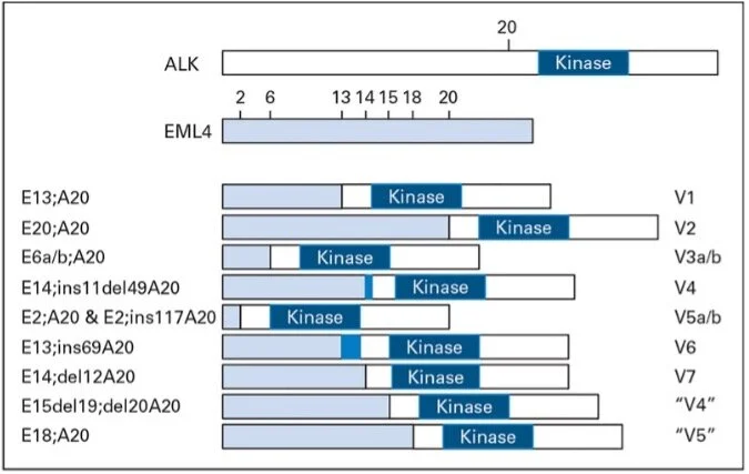 ALK Genetics 101 — ALK POSITIVE
