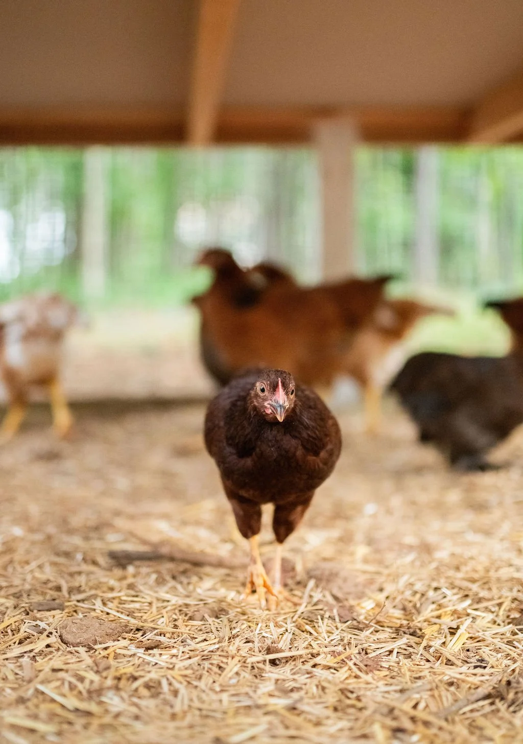 Our Dream Chicken Coop with Carolina Coop — Porche & Co.