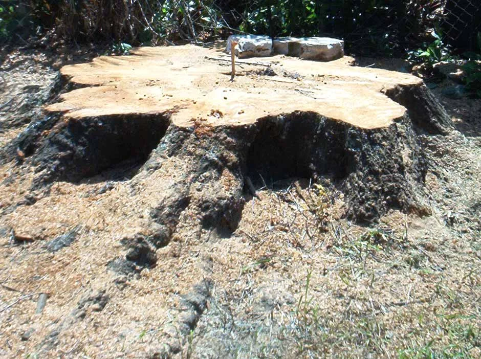 Tree Removal Services Provided in St. Petersburg, FL