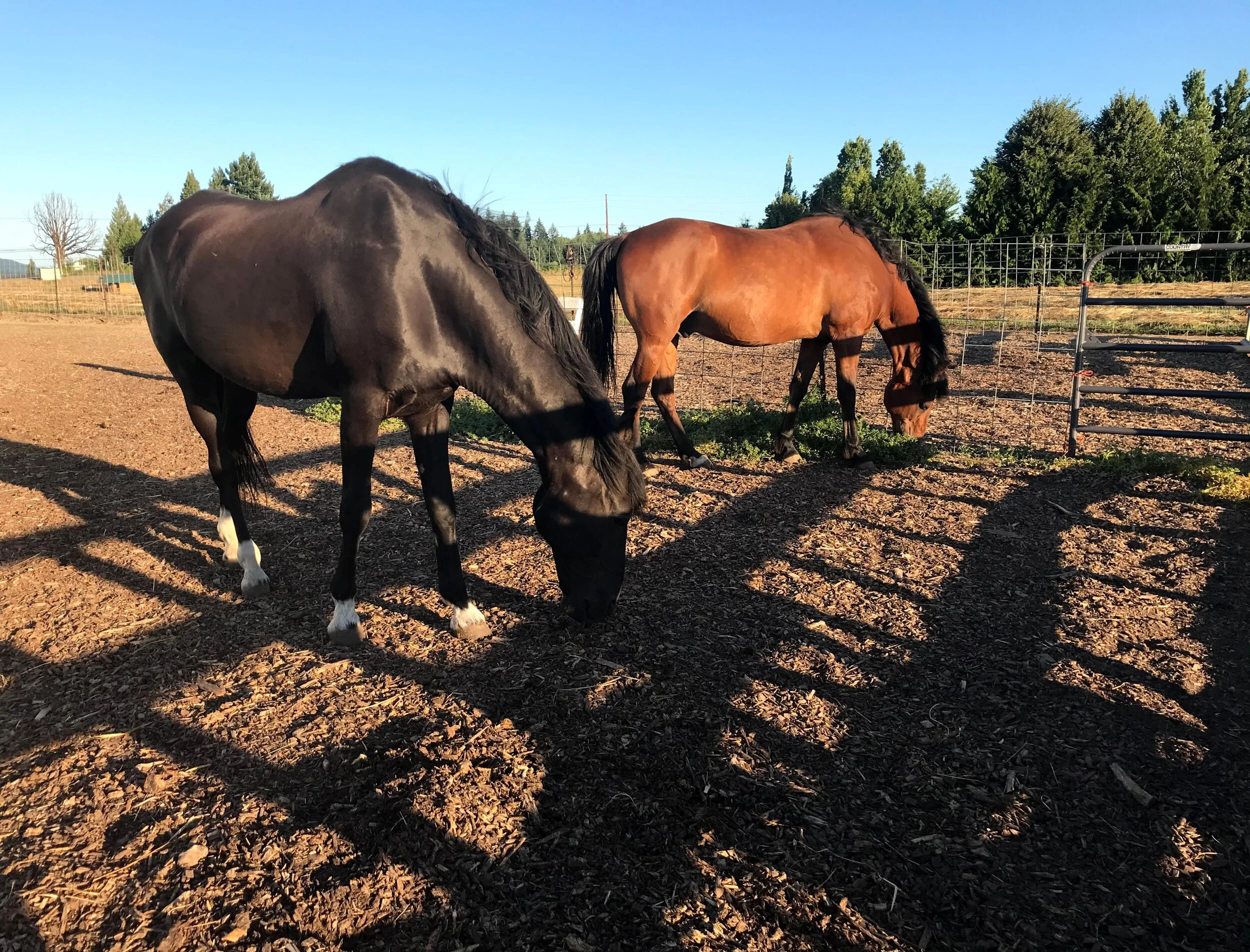 Reclaiming Hope Ranch