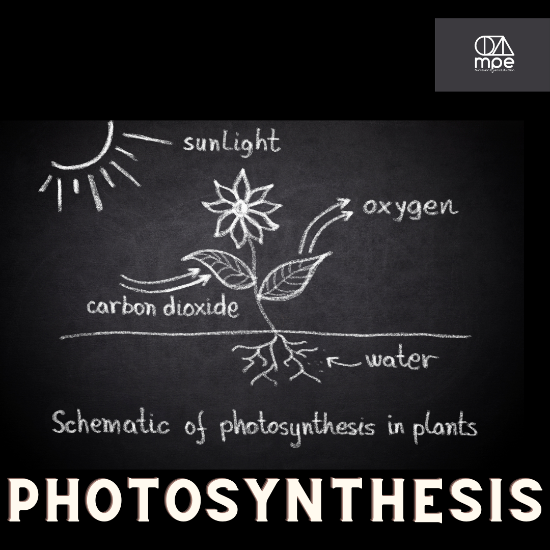 Montessori Physical Education Individual Lessons Photosynthesis