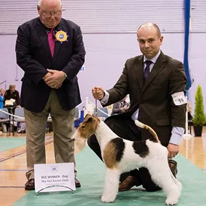 The Committee — The Wire Fox Terrier Association