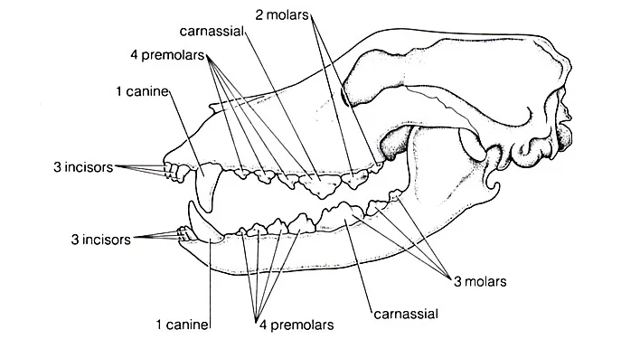 Dentition — The Wire Fox Terrier Association