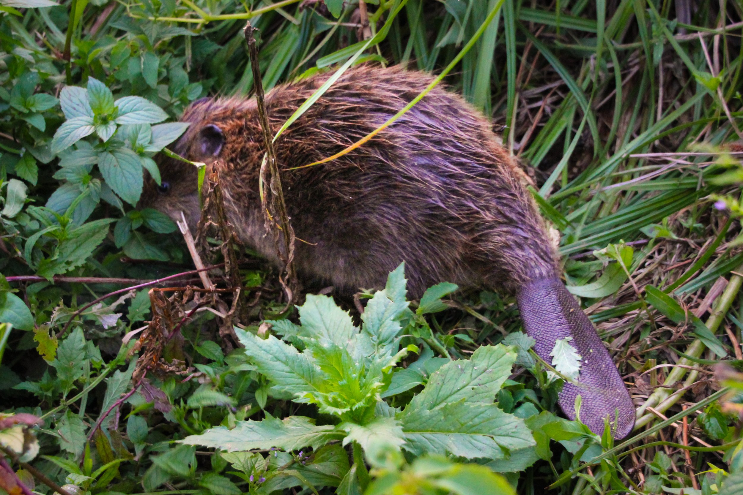Research, Beavers — Urban Rivers