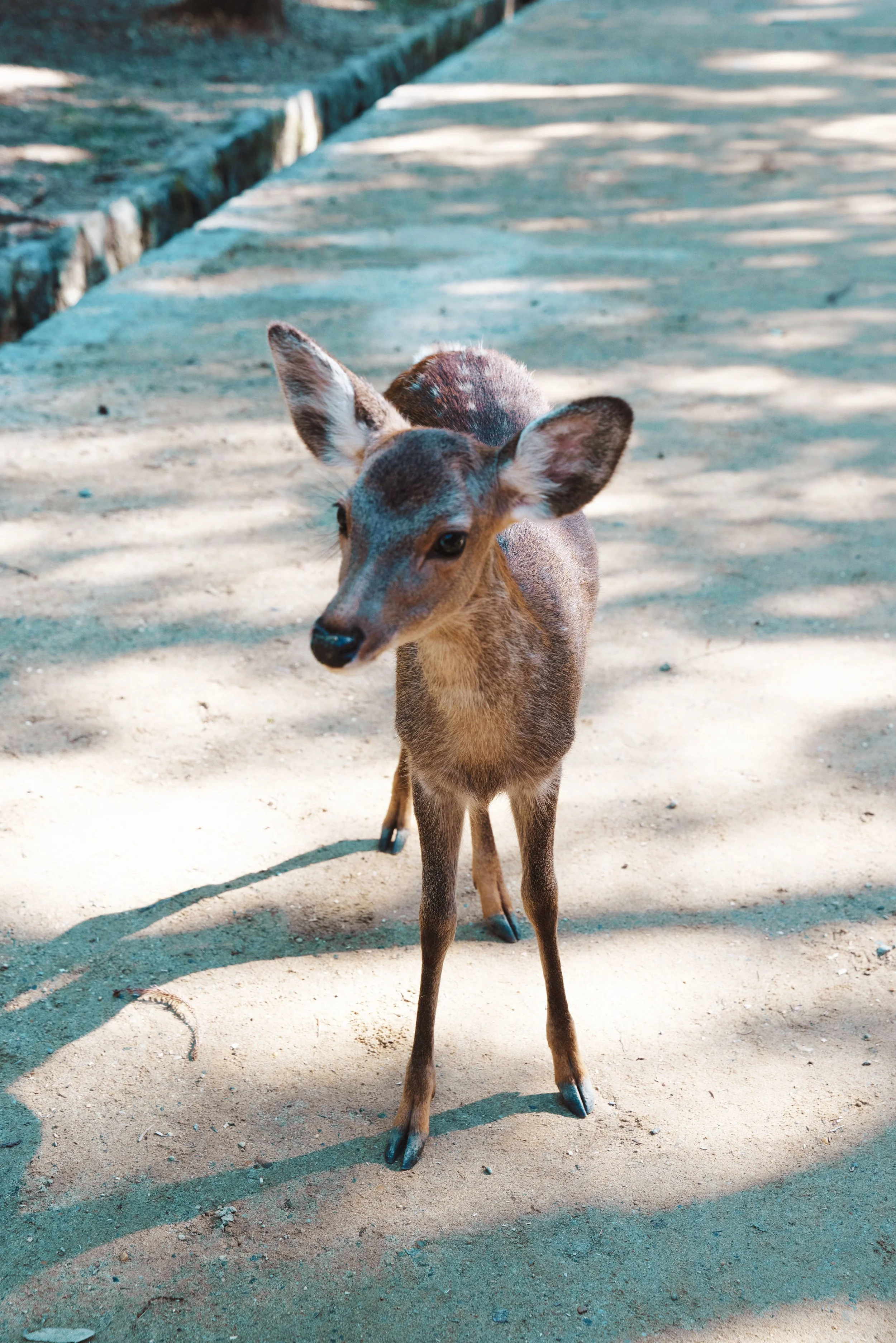 Nara Escape: Your Go-To Guide for a Few Days in Japan’s Historic City ...