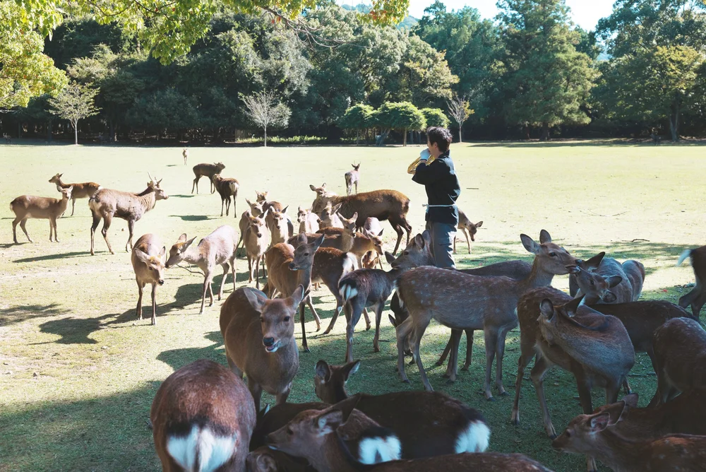 Nara Escape: Your Go-To Guide for a Few Days in Japan’s Historic City ...