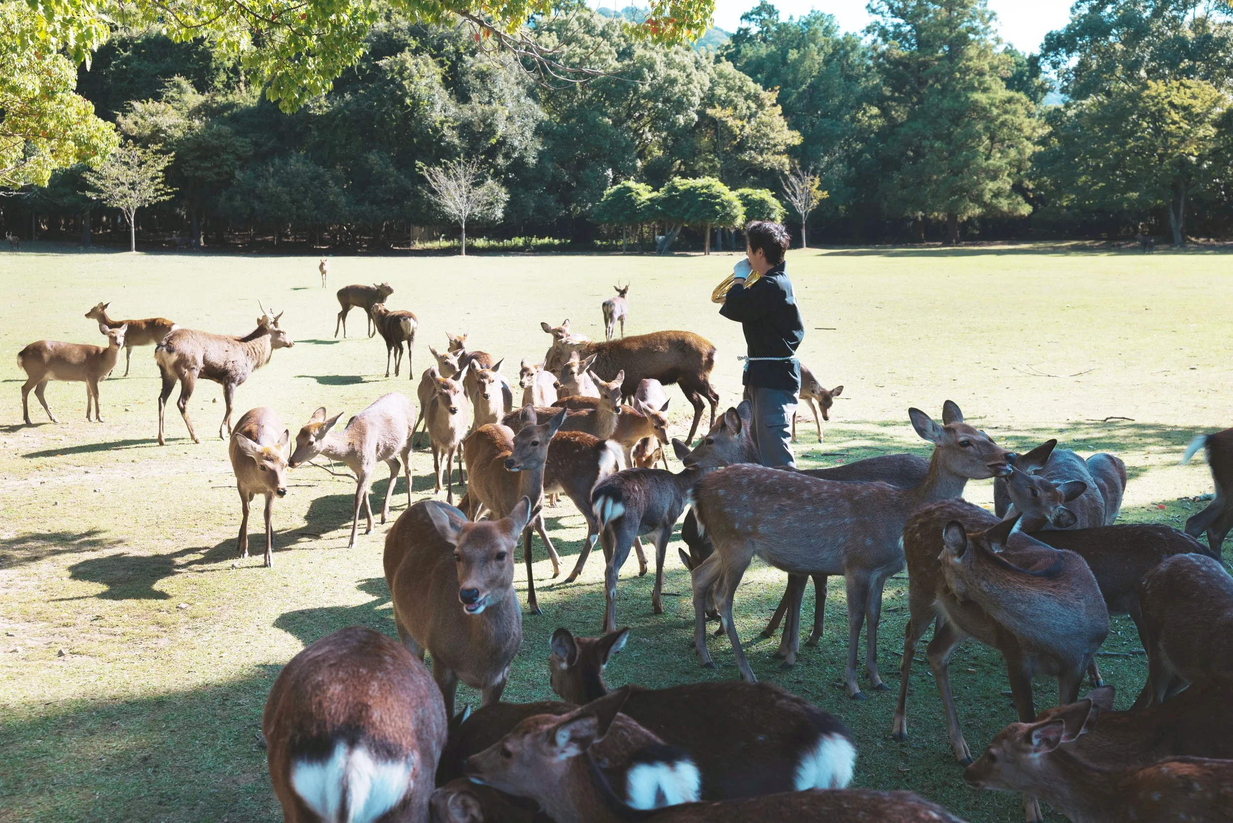 Nara Escape: Your Go-To Guide for a Few Days in Japan’s Historic City ...