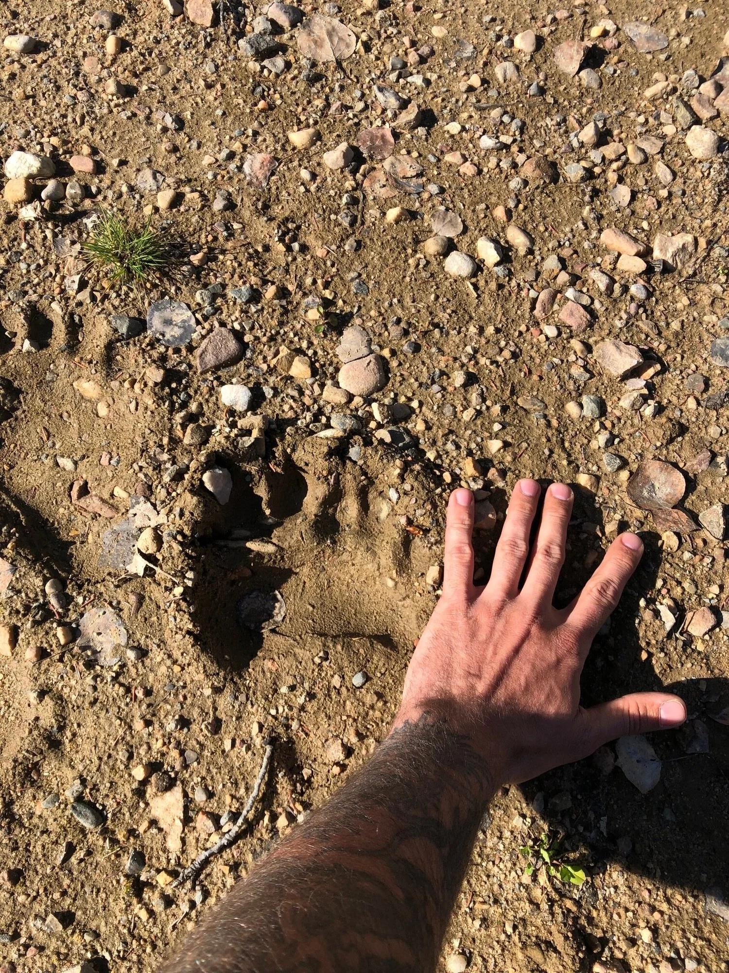 Bear Baiting 101 — Fall Obsession