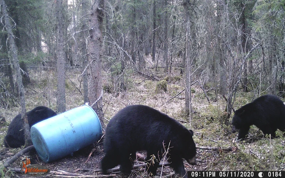 Bear Baiting 101 — Fall Obsession