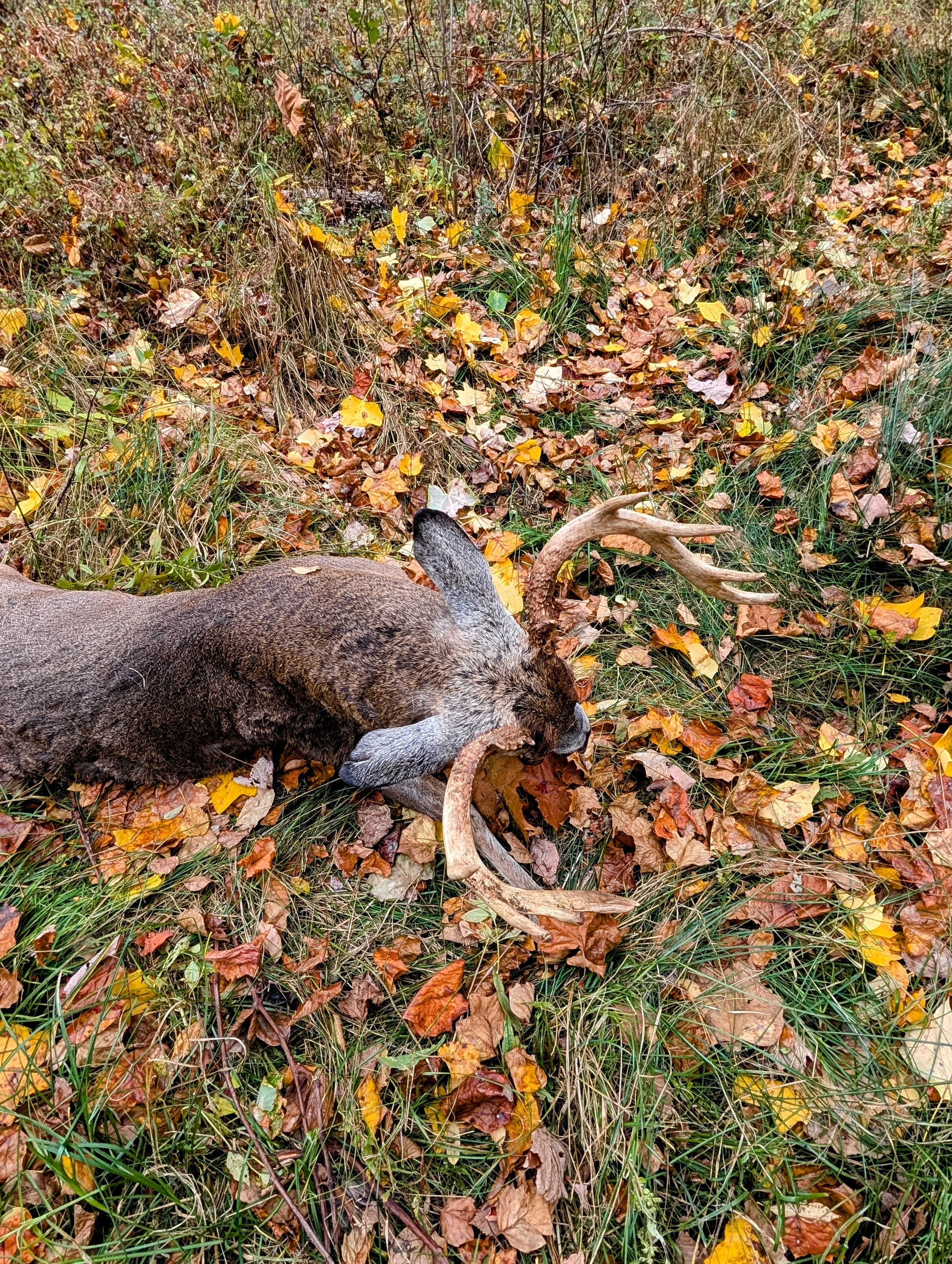 The Liver Shot Experience — Fall Obsession