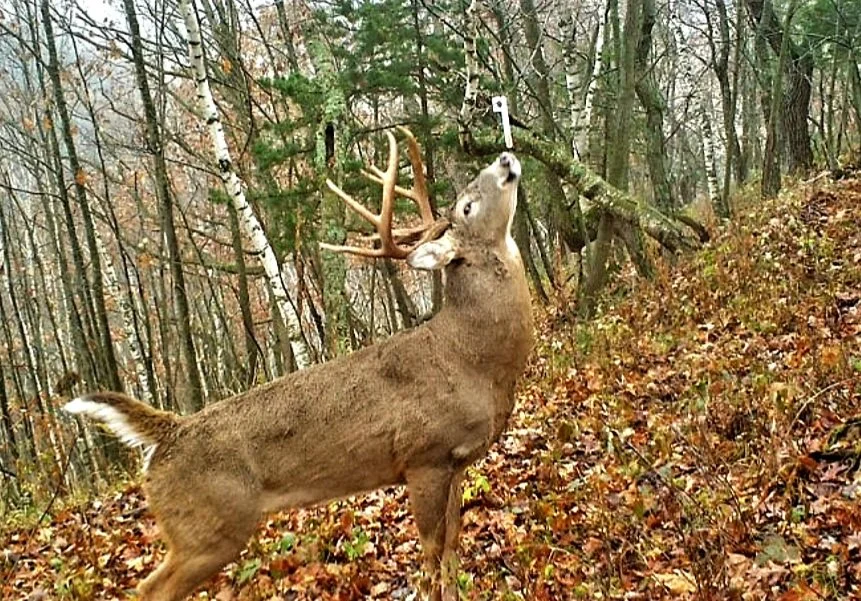 "The Dirt" on Scrapes — Fall Obsession