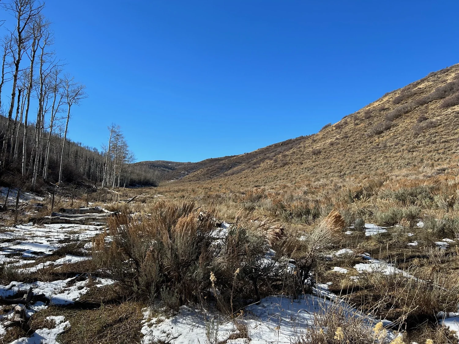 How to Get a Colorado Big Game Tag: 2024 Edition — Fall Obsession