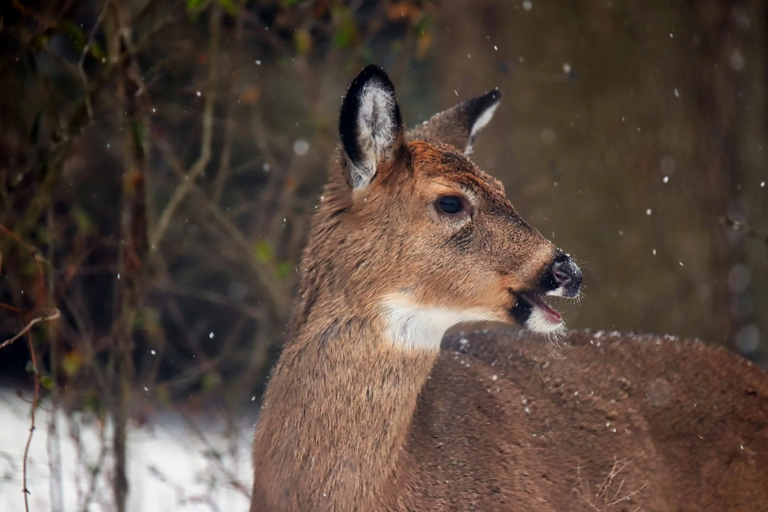 Whitetail Deer in February and March — Fall Obsession