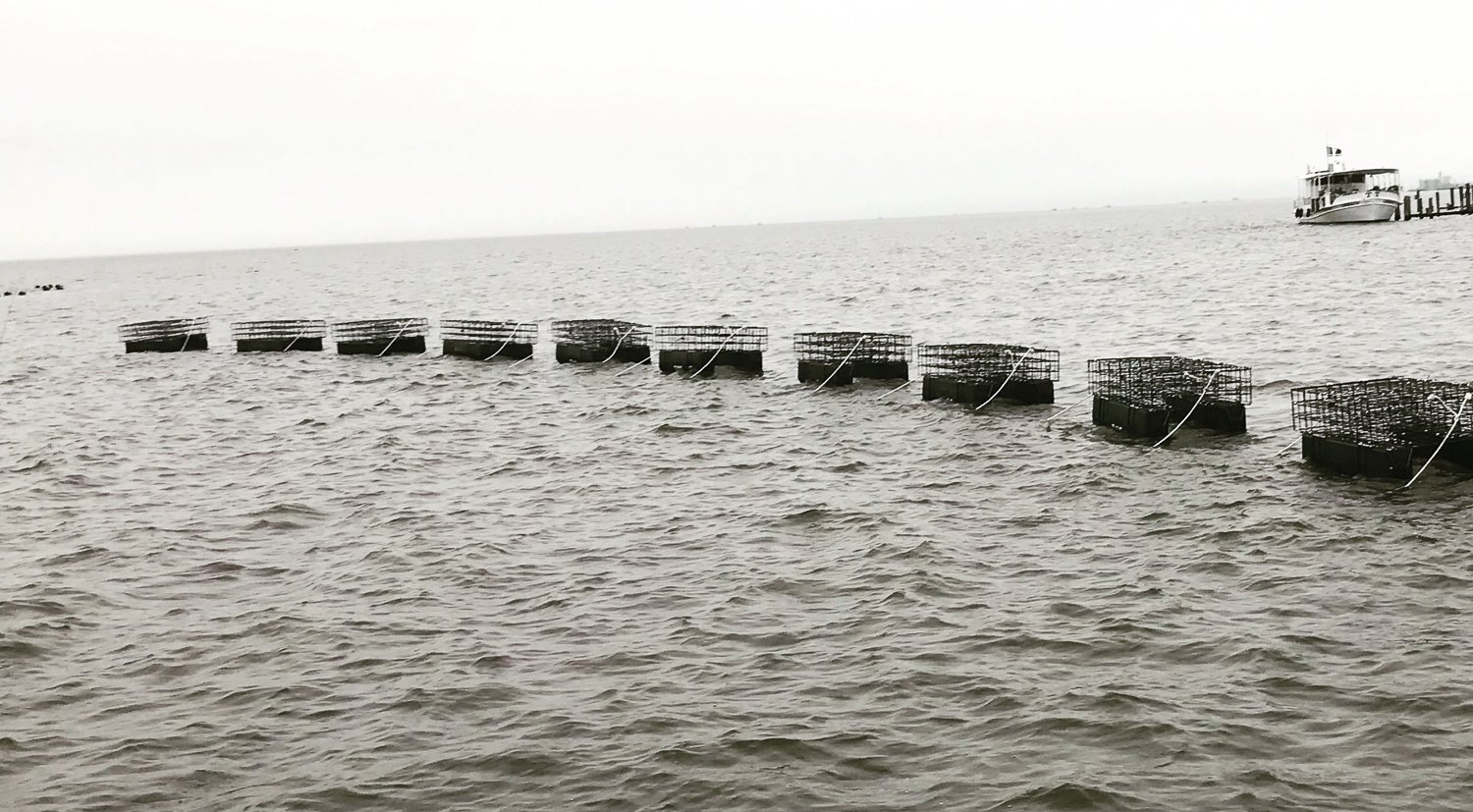 Farm Fresh ~ Tesvich Oyster Farms — Oyster South