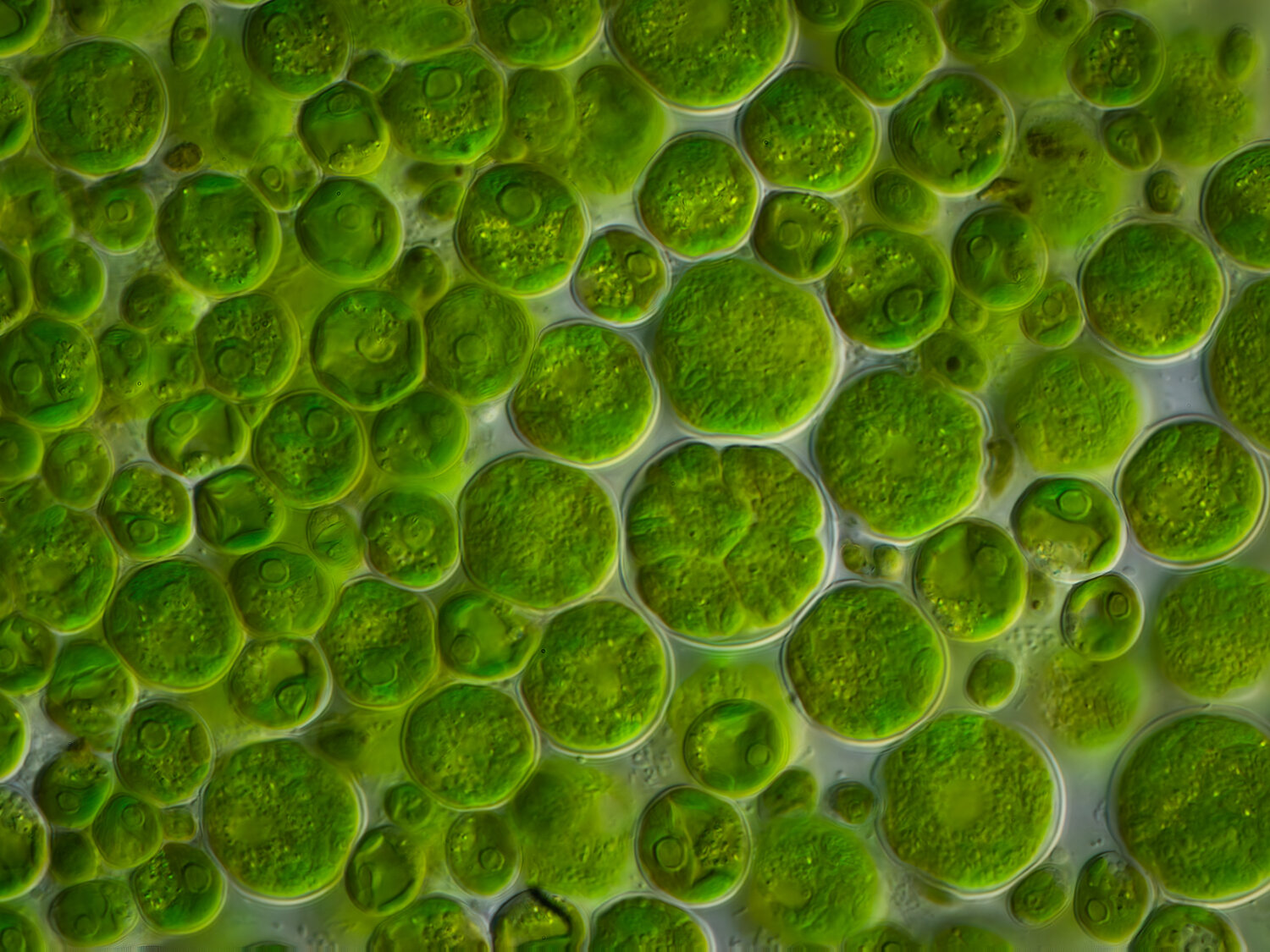 Ulva Microscope Slide