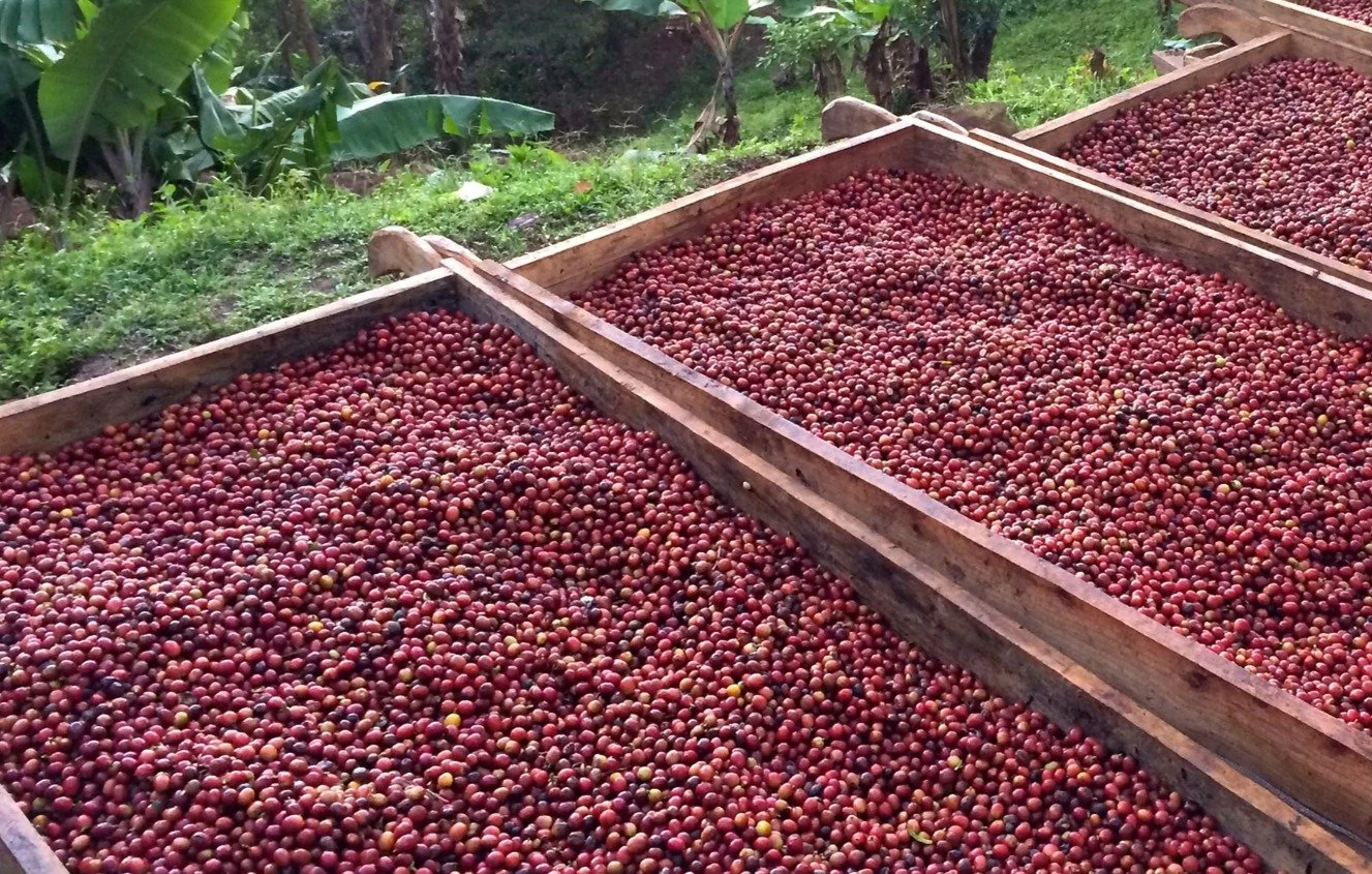 SHOP — Chestnut Ridge Coffee Roasters