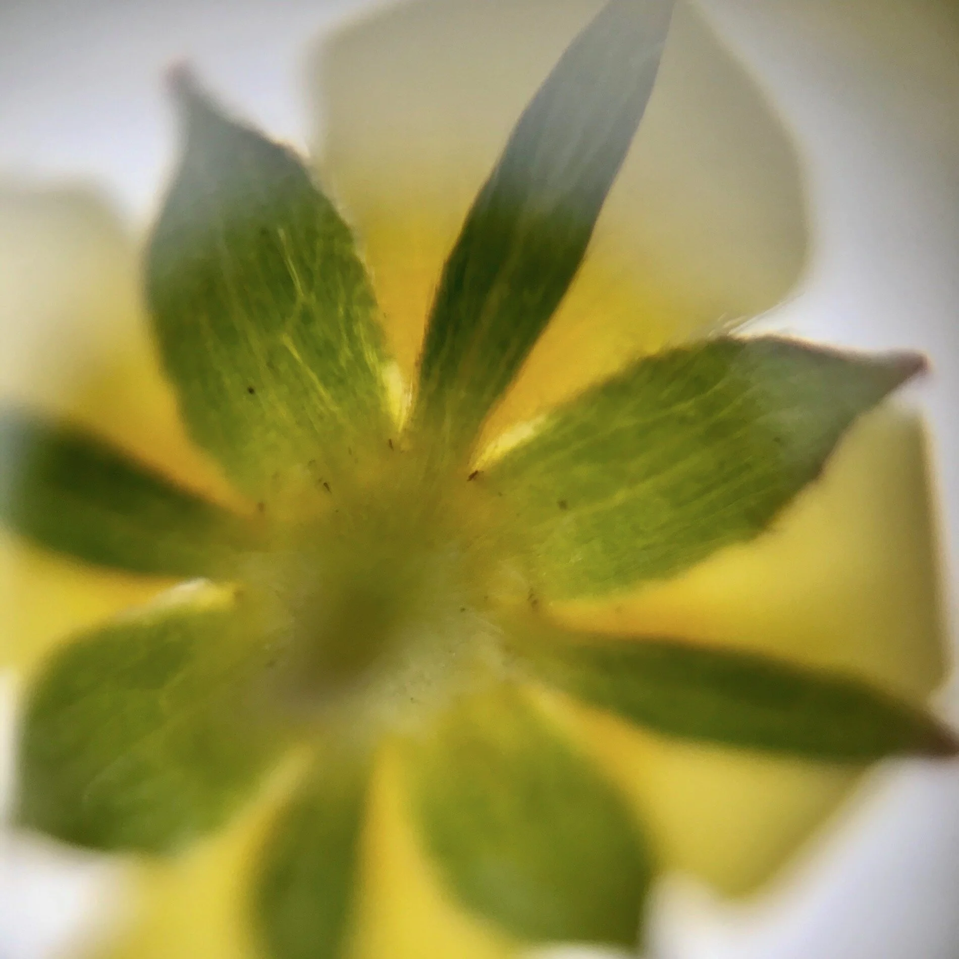 Alternative Photography Workshops — Hannah Ayre