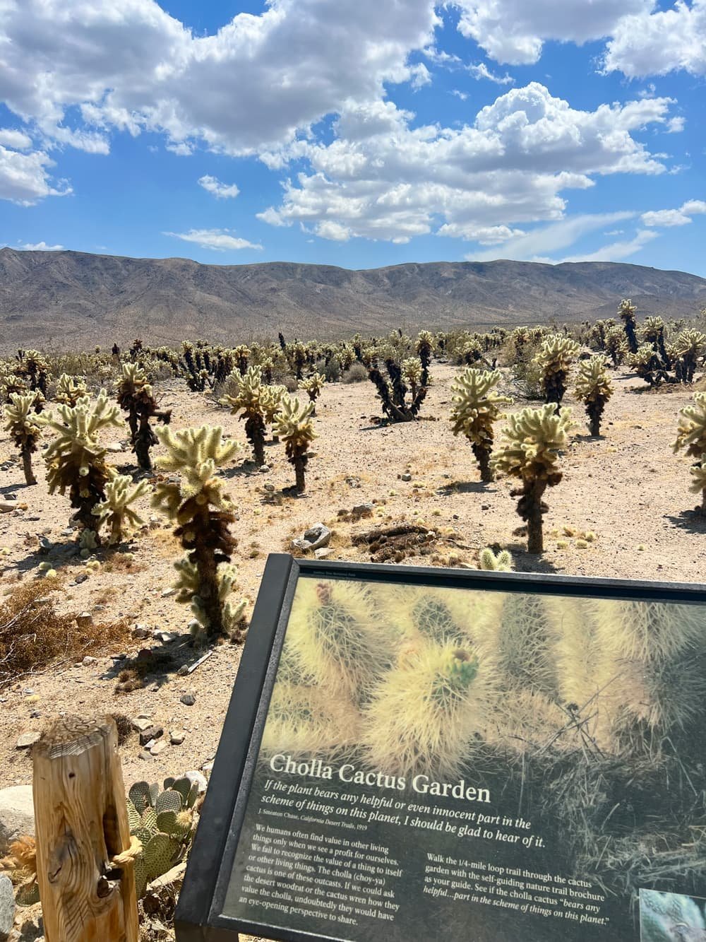 7-Day Road Trip from Las Vegas: Joshua Tree & Death Valley