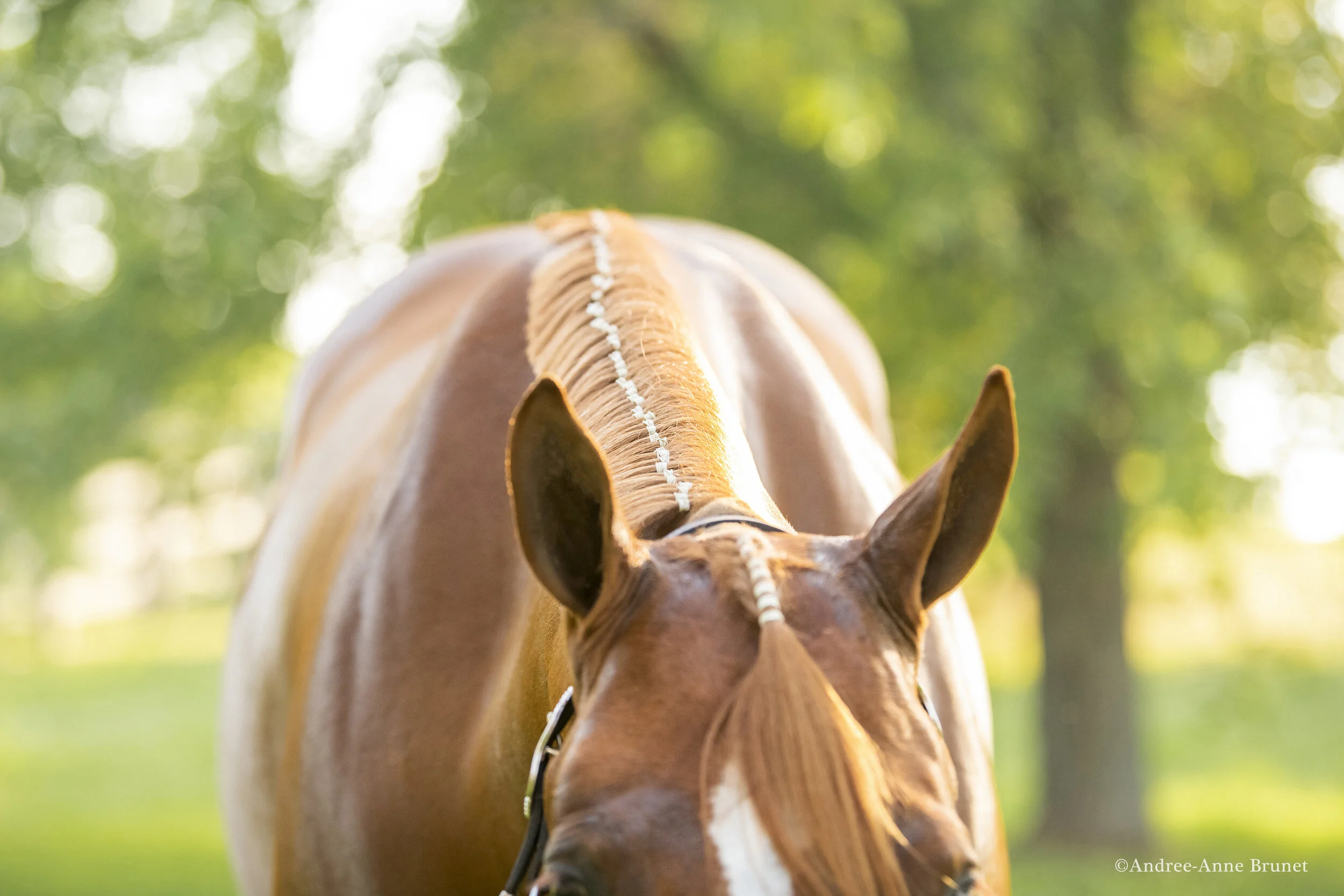 Julie Scrivo with Jerry, Allusion, Harvey, Tiny and Upie | Horse ...
