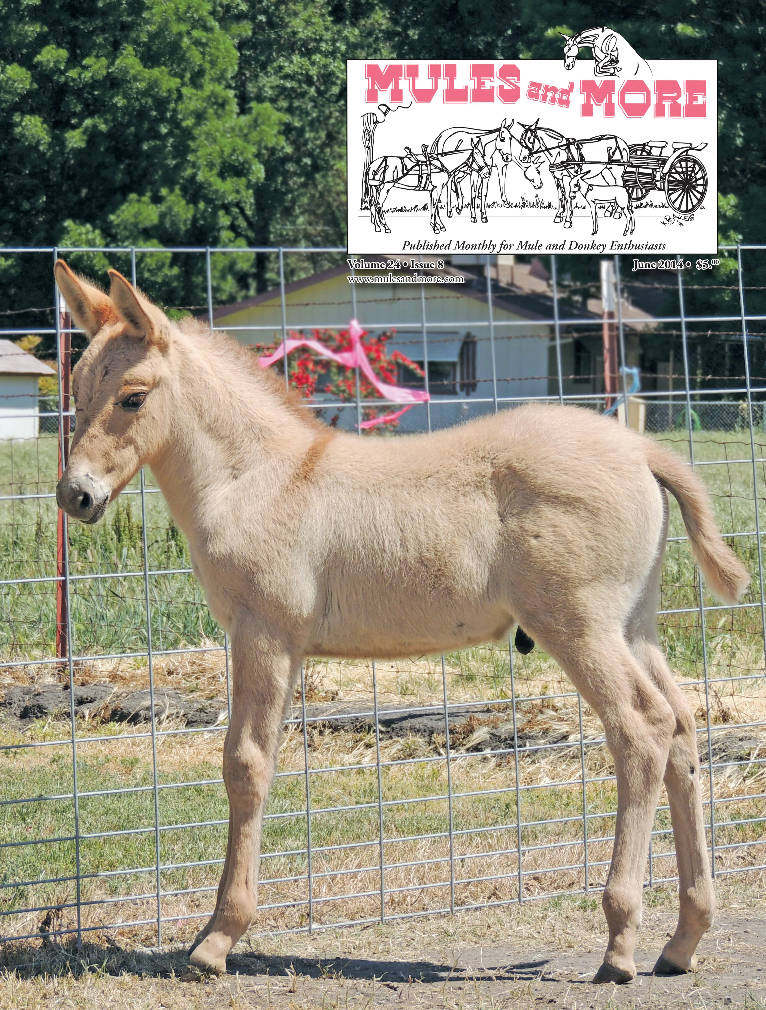 New Arrivals! — Mules and More Magazine