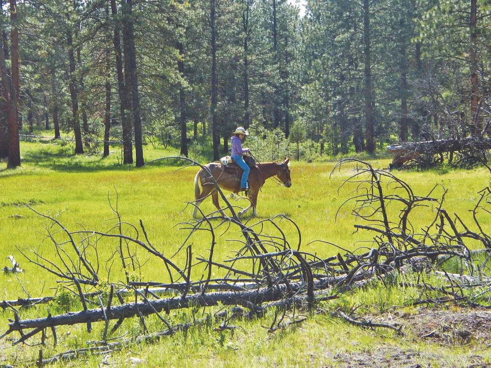Trail Riding Tips from the 2019 Trail Riding Issue! — Mules and More ...