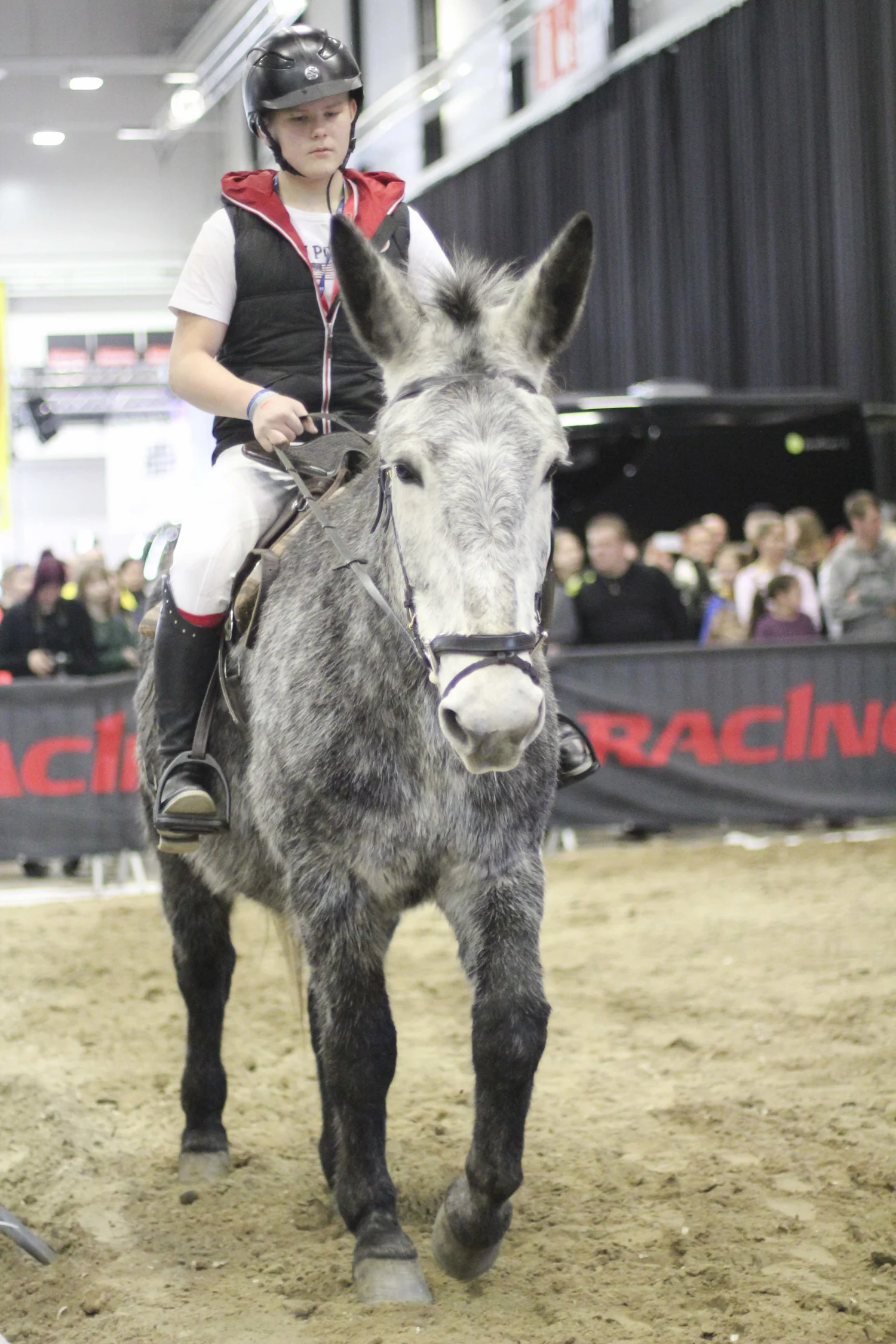 June 2019 Cover Story: Mules in Finland — Mules and More Magazine