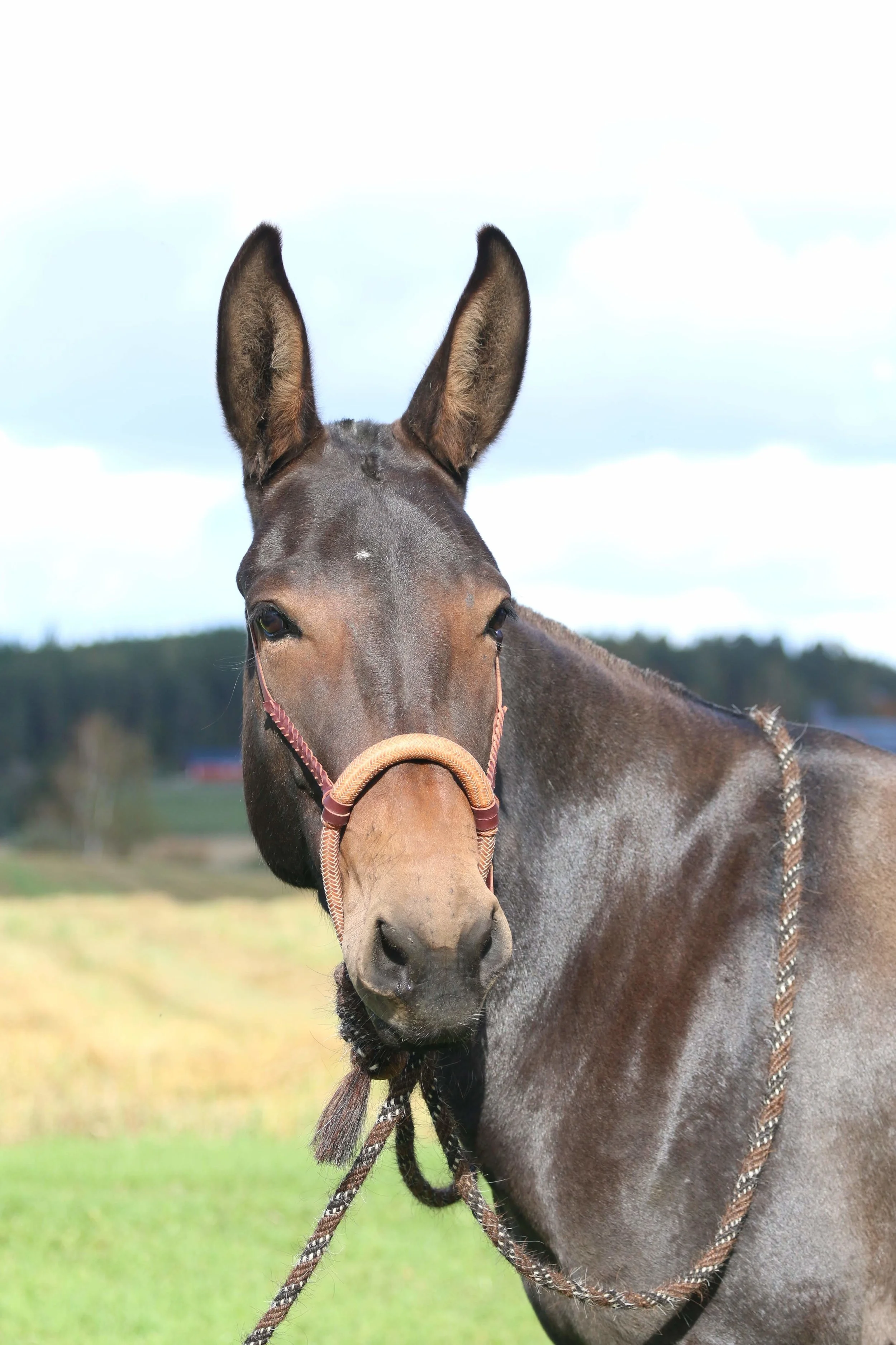 June 2019 Cover Story: Mules in Finland — Mules and More Magazine