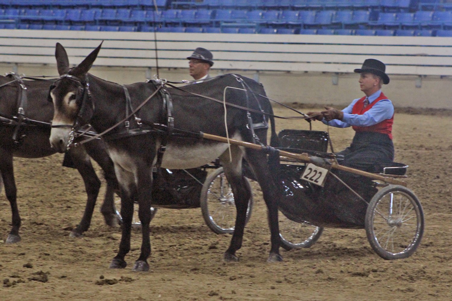 The 2019 Great Celebration Mule & Donkey Show — Mules and More Magazine