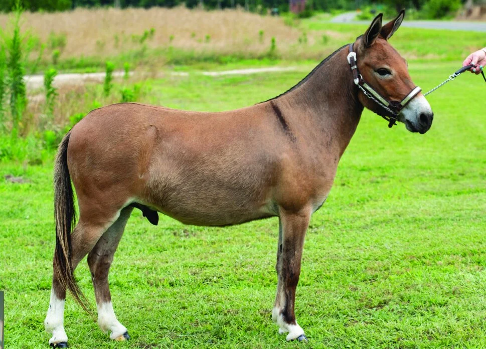 The American Miniature Mule Association Goes Virtual — Mules and More Magazine