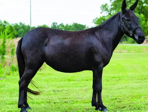 The American Miniature Mule Association Goes Virtual — Mules and More ...