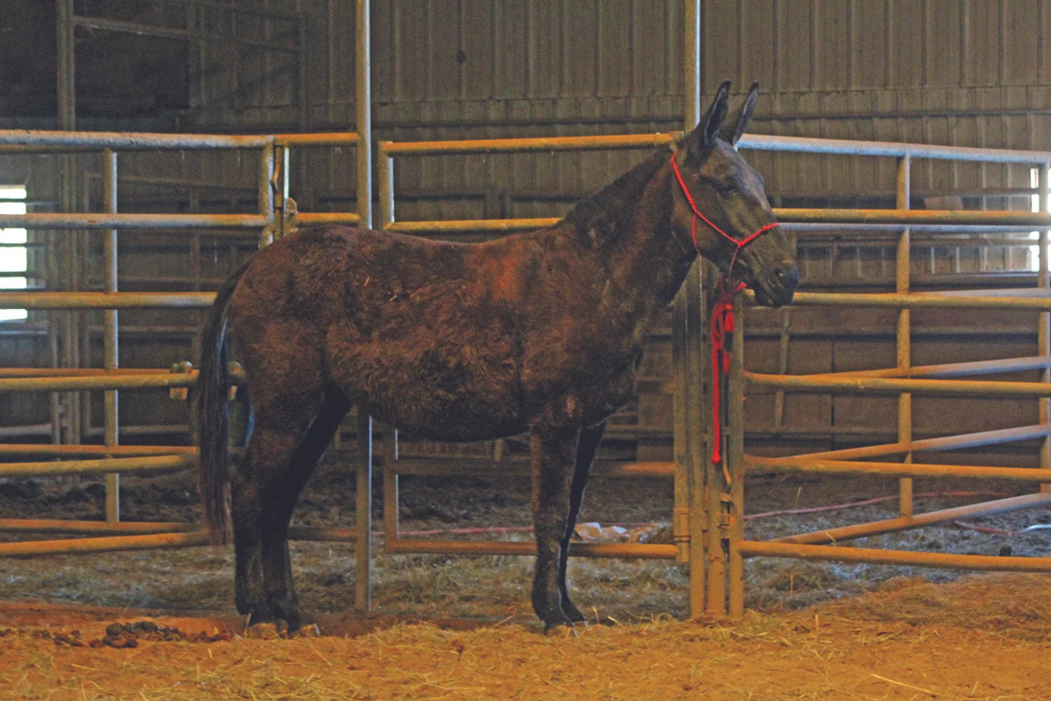 Missouri Mule Makeover Draw Event — Mules and More Magazine