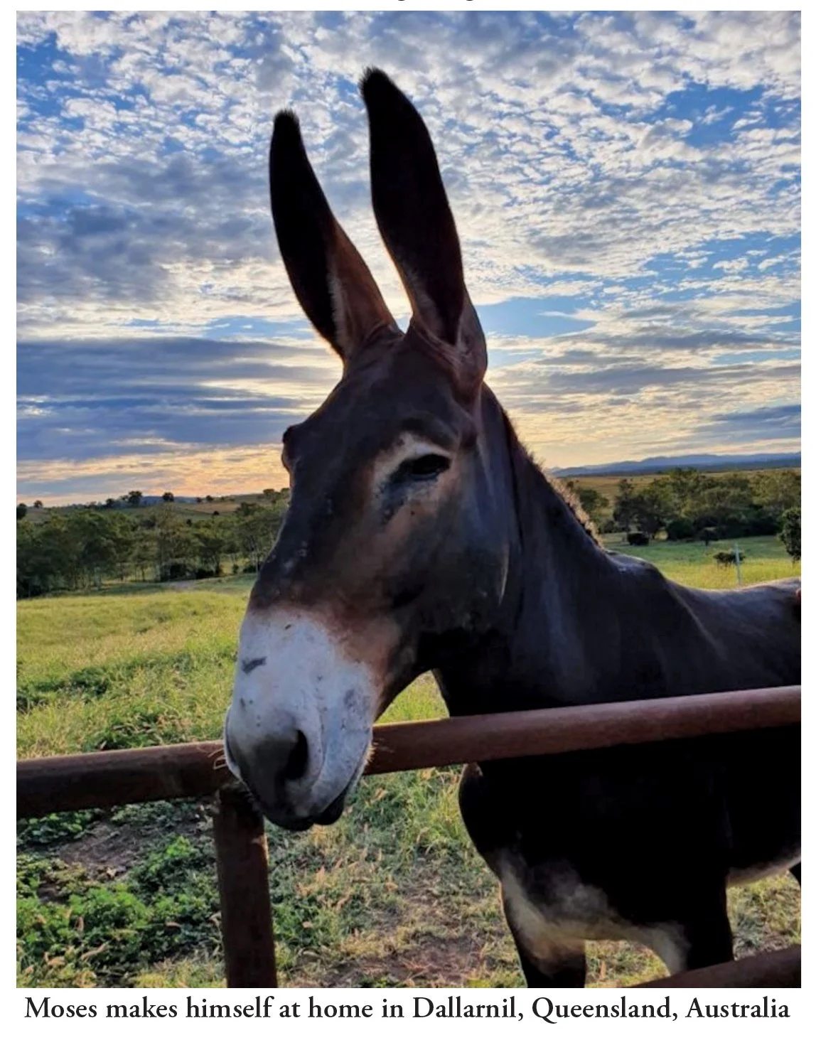 Bishop Mule Days 2023 by Anna Arnold — Mules and More Magazine