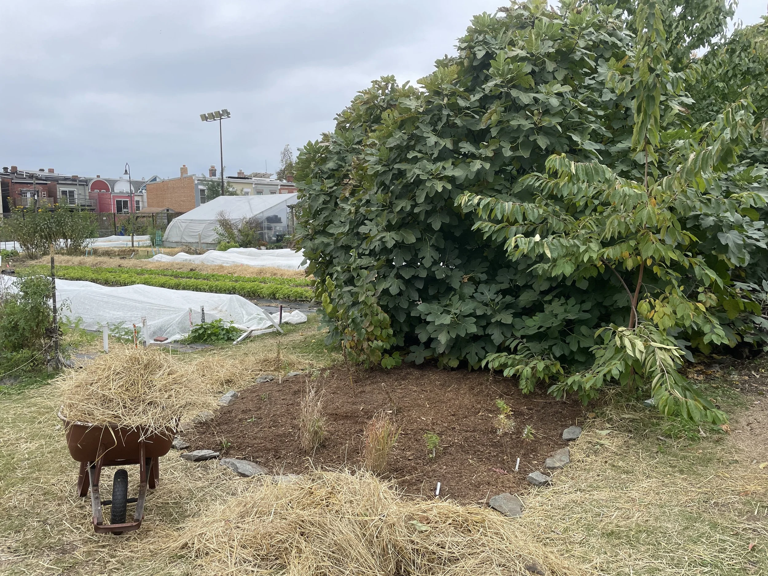 Certificate Program in Regenerative Agriculture — Common Good City Farm