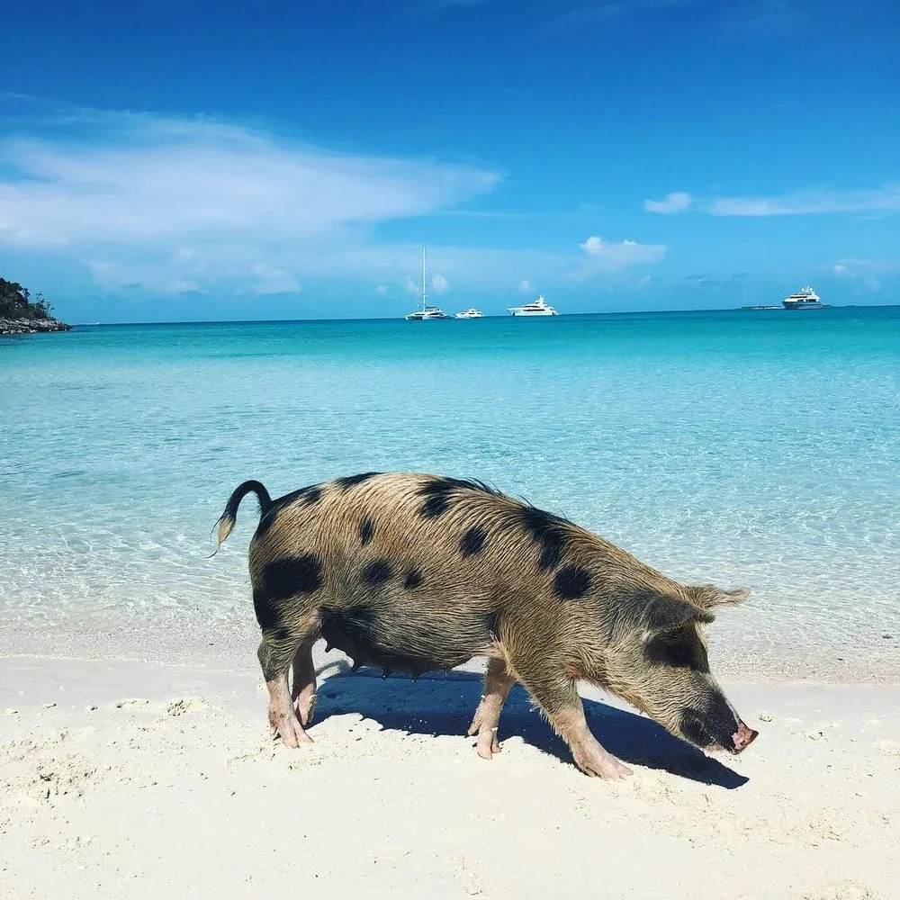 Swimming Pigs — ExumasExperience