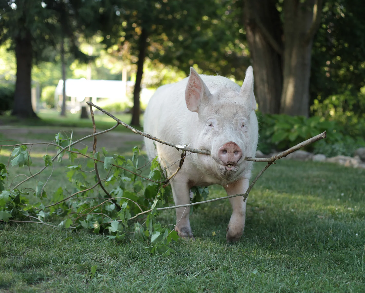 Esther The Wonder Pig